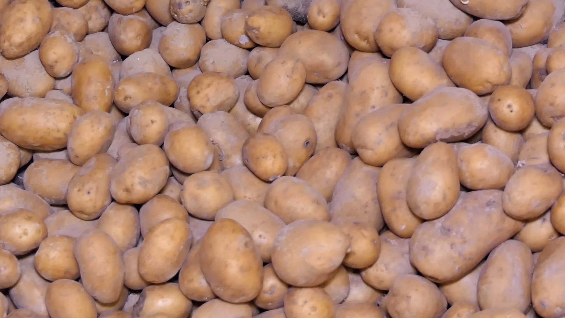 Sjemenski krumpir - Boje zemlje