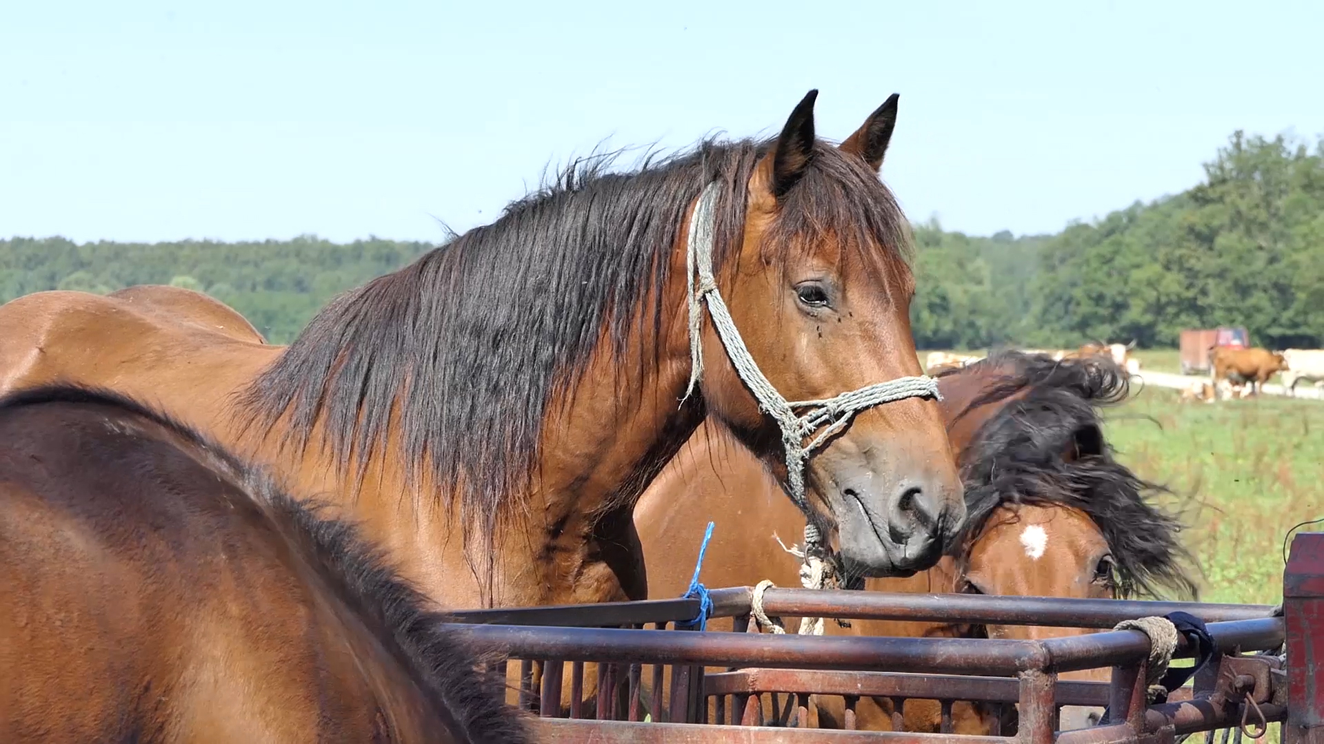 Hrvatski posavac - Poljoprivredni Magazin