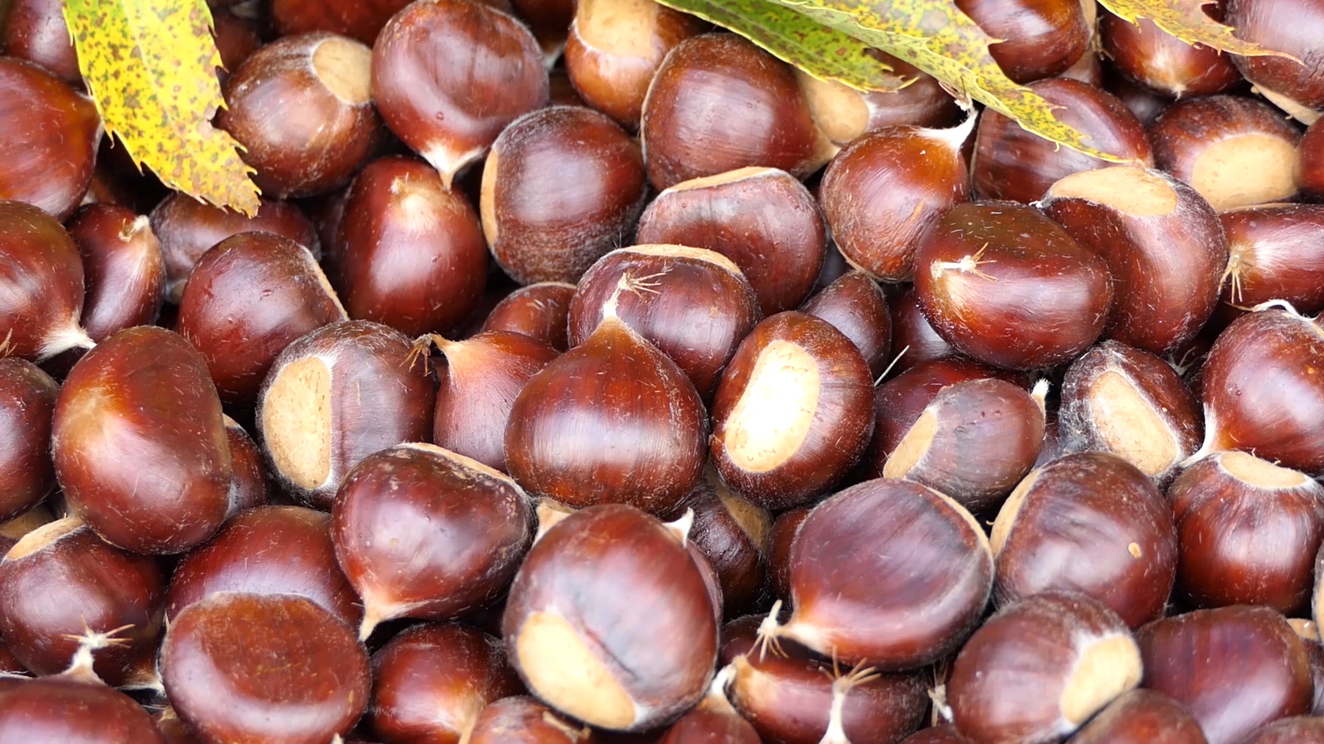 Oprtaljski kostanj - Boje zemlje