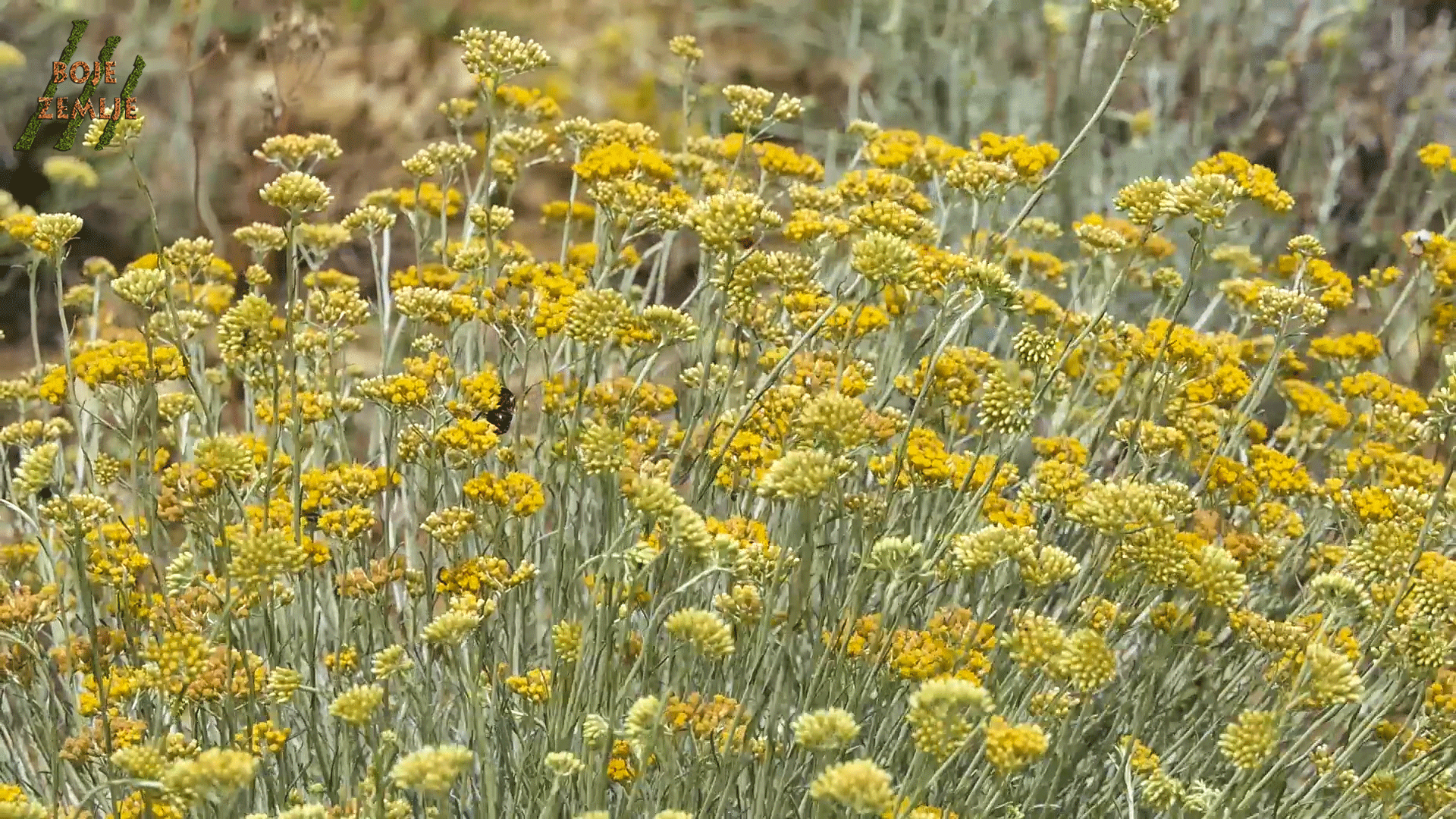 Istarska polja smilja - Boje zemlje