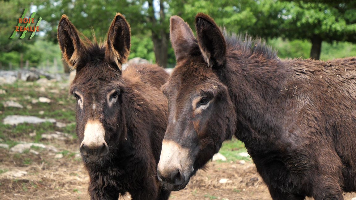 Istarski magarac - Boje zemlje