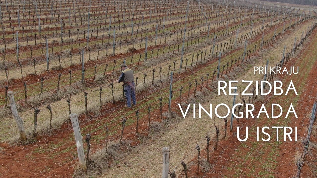 Rezidba vinove loze u Istri - Boje zemlje