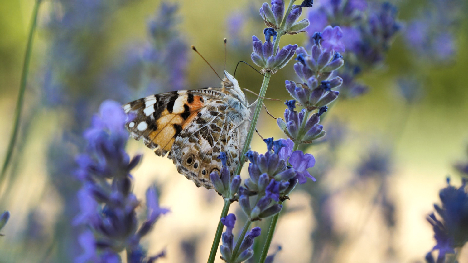 Fascinantni leptiri izuzetno su bitni za ekosustav - Boje zemlje