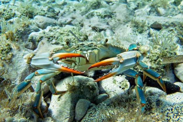 Plavi rak – invazivan i ukusan stanovnik Jadrana - Boje zemlje
