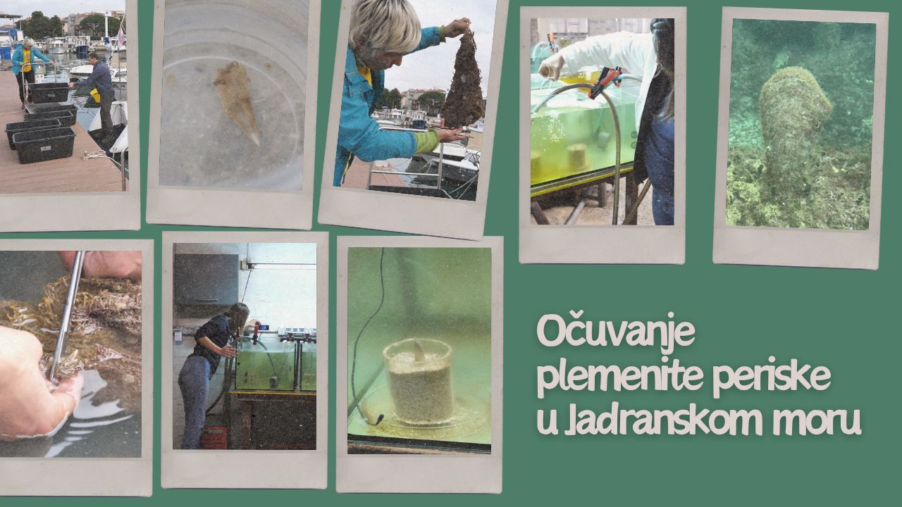 Kod Poreča pronađen rekordan broj malih periski - Boje zemlje