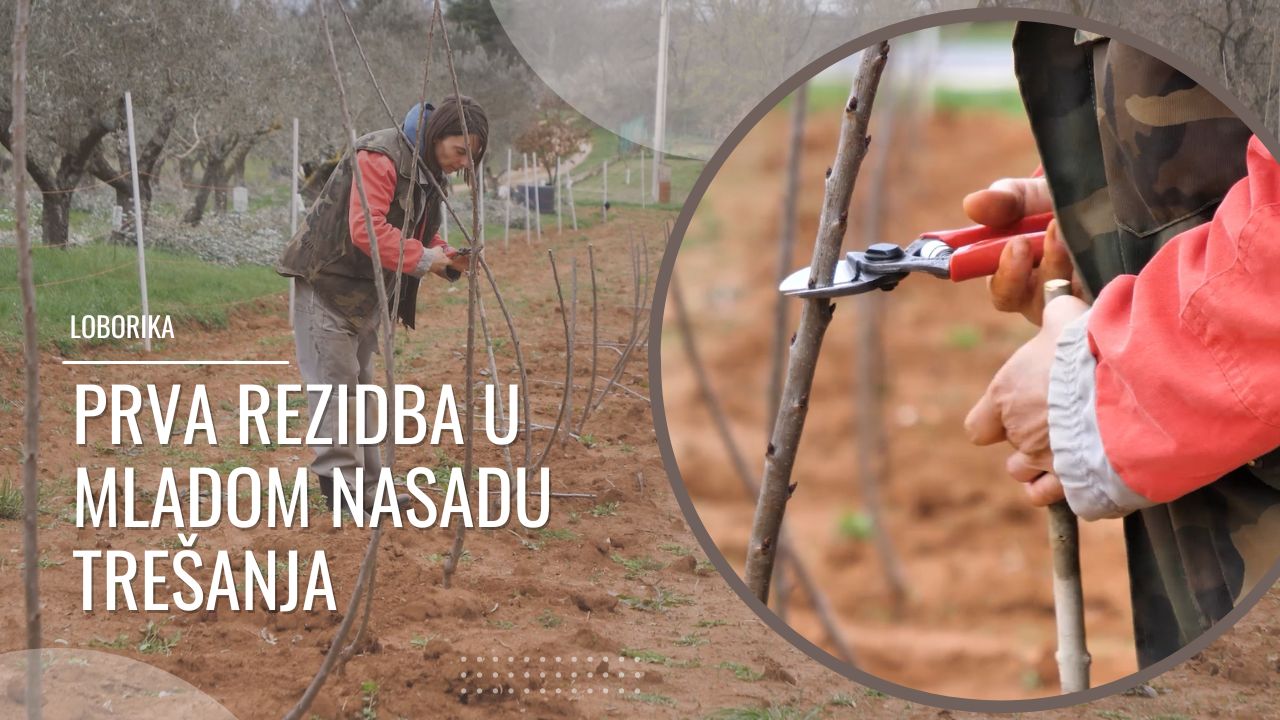 Prva rezidba u mladom nasadu trešanja u Loboriki - Boje zemlje